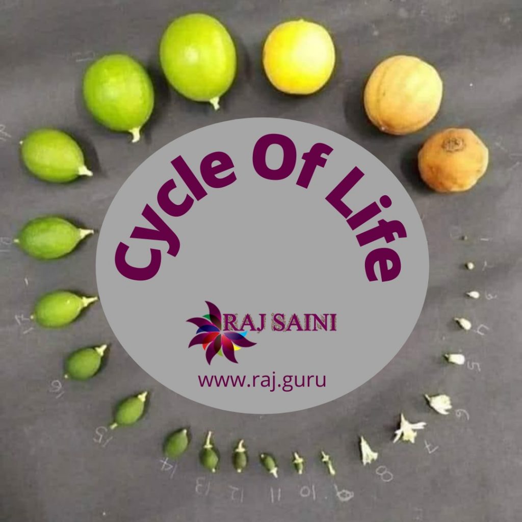 Cycle of Life... » Guru Ji Dr. Raj